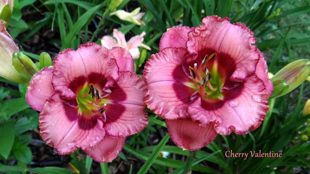 Photo of the bloom of Daylily (Hemerocallis 'Cherry Valentine') posted ...
