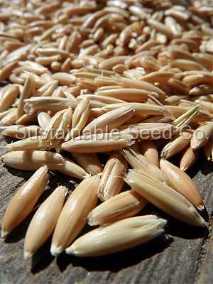 Oat (Avena 'Swan') - Garden.org