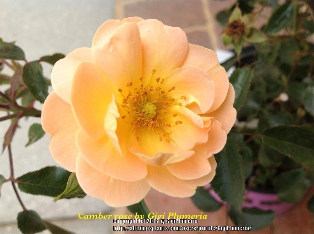Photo of the bloom of Groundcover Rose (Rosa Flower Carpet Amber ...