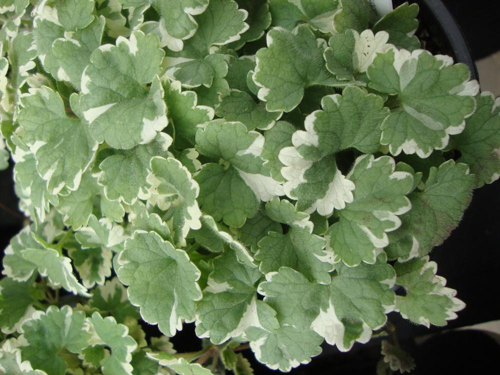 Photo of the leaves of Variegated Creeping Charlie (Glechoma hederacea ...