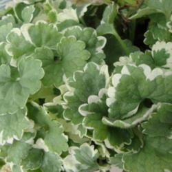 Variegated Creeping Charlie (Glechoma hederacea 'Variegata') - Garden.org