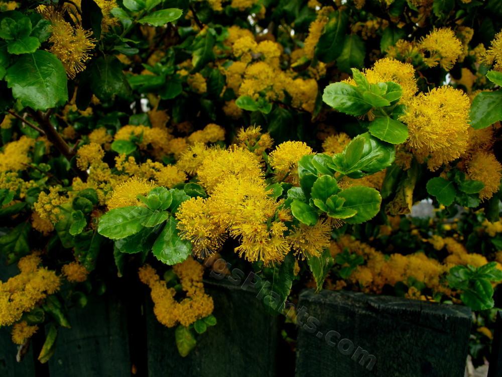 Photo of the bloom of Saw-Toothed Azara (Azara serrata) posted by ...