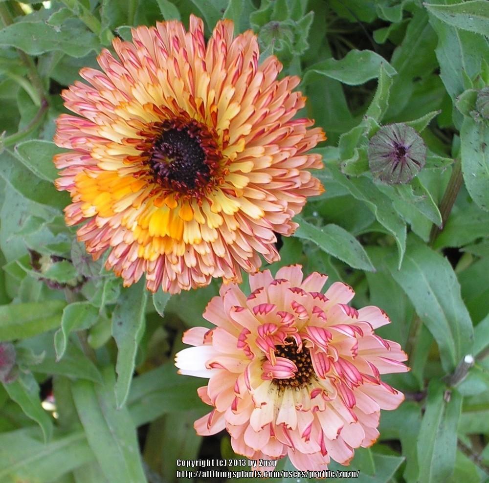 Calendula (Calendula officinalis 'Bronzed Beauty') - Garden.org