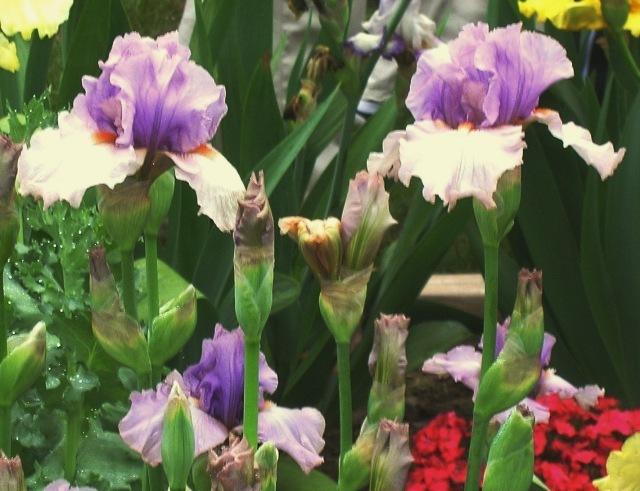 Photo of the bloom of Tall Bearded Iris (Iris 'Modern Woman') posted by ...