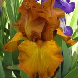 Tall Bearded Iris (Iris 'Maple Treat') in the Irises Database - Garden.org