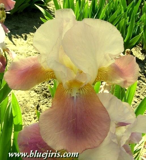 Tall Bearded Iris (Iris 'Maytime') in the Irises Database - Garden.org