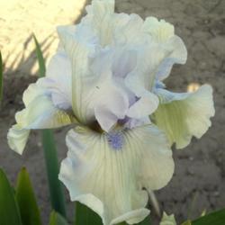 Tall Bearded Iris (Iris 'Misty Twilight') in the Irises Database ...