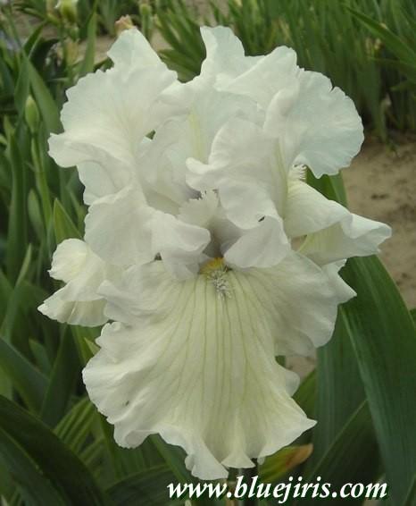 Tall Bearded Iris (Iris 'Miss Kay') in the Irises Database - Garden.org