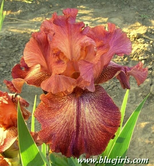 Tall Bearded Iris (Iris 'Mind Bend') in the Irises Database - Garden.org