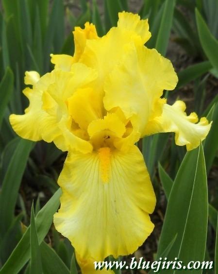 Tall Bearded Iris (Iris 'Magic Memories') in the Irises Database ...