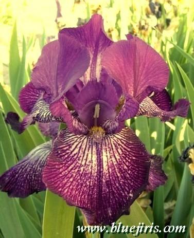 Tall Bearded Iris (Iris 'Midnight Lace') in the Irises Database ...
