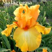 Tall Bearded Iris (Iris 'Malaguena') in the Irises Database - Garden.org