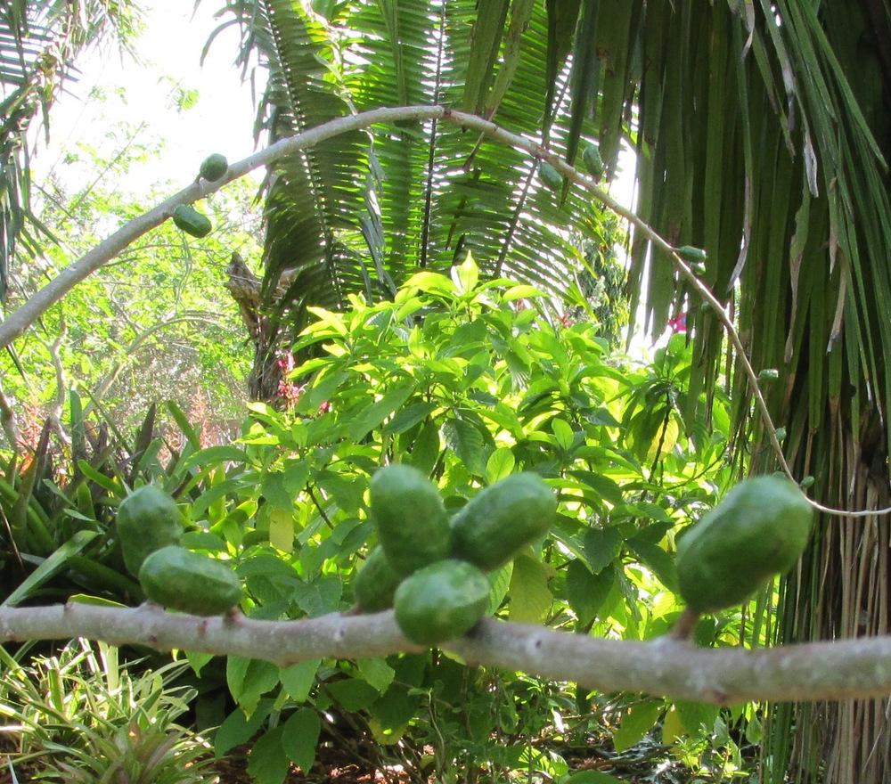 Tahitian Apple (Spondias dulcis) - Garden.org