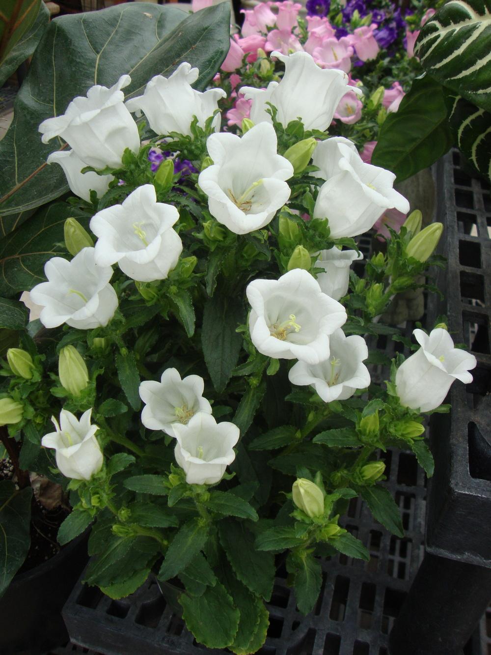 Photo of the entire plant of Canterbury Bells (Campanula medium) posted ...