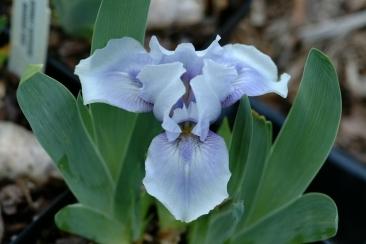 Photo of the bloom of Standard Dwarf Bearded Iris (Iris 'Bombay ...