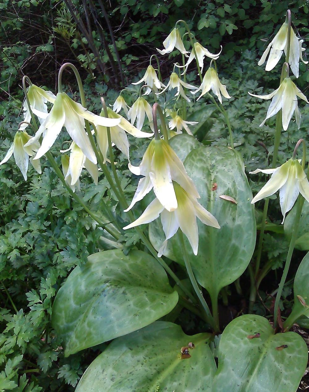 Photo of the entire plant of Oregon Fawn Lily (Erythronium oregonum ...