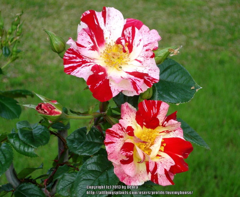 Photo of the bloom of Large-Flowered Climbing Rose (Rosa 'Fourth of ...