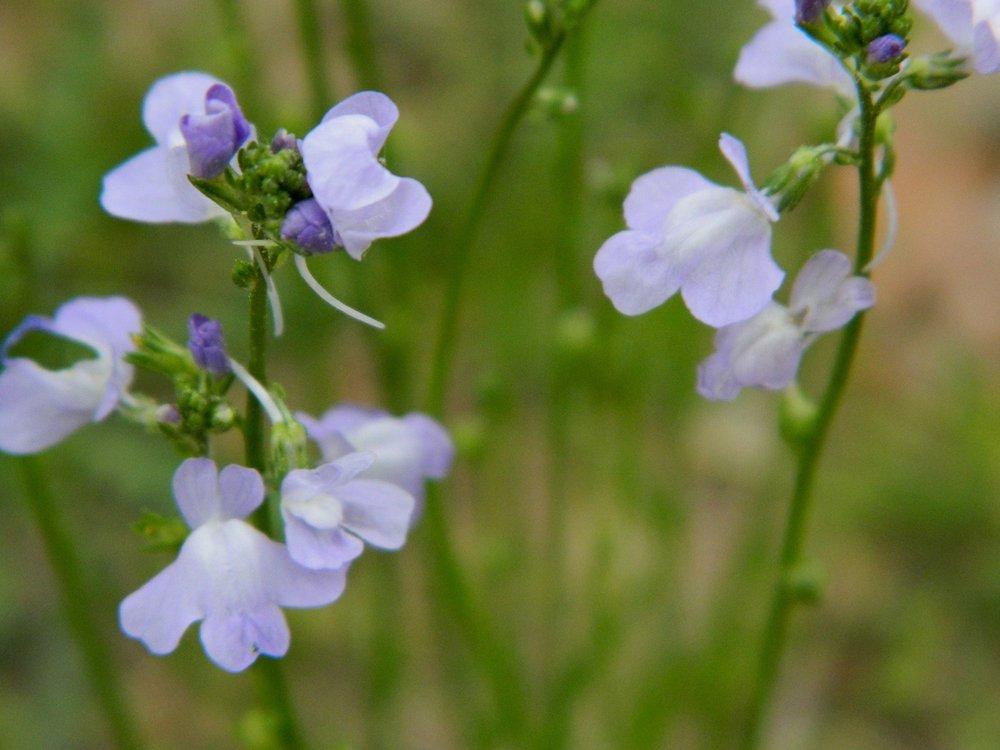 Blue Toadflax (Nuttallanthus canadensis) - Garden.org