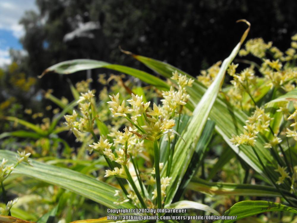 Photo of the bloom of Dwarf Variegated Umbrella Sedge (Cyperus ...