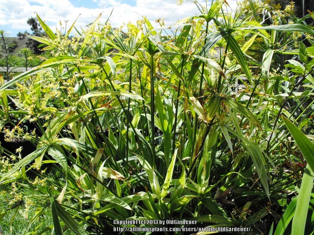Dwarf Variegated Umbrella Sedge (Cyperus albostriatus 'Variegatus ...
