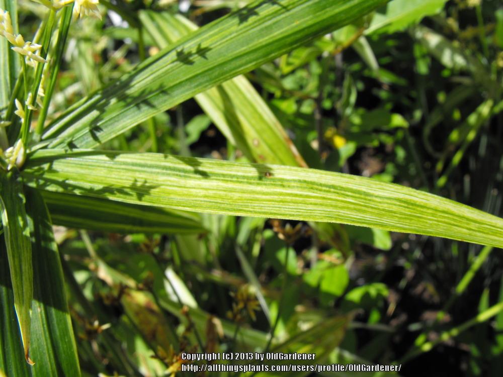 Dwarf Variegated Umbrella Sedge (Cyperus albostriatus 'Variegatus ...