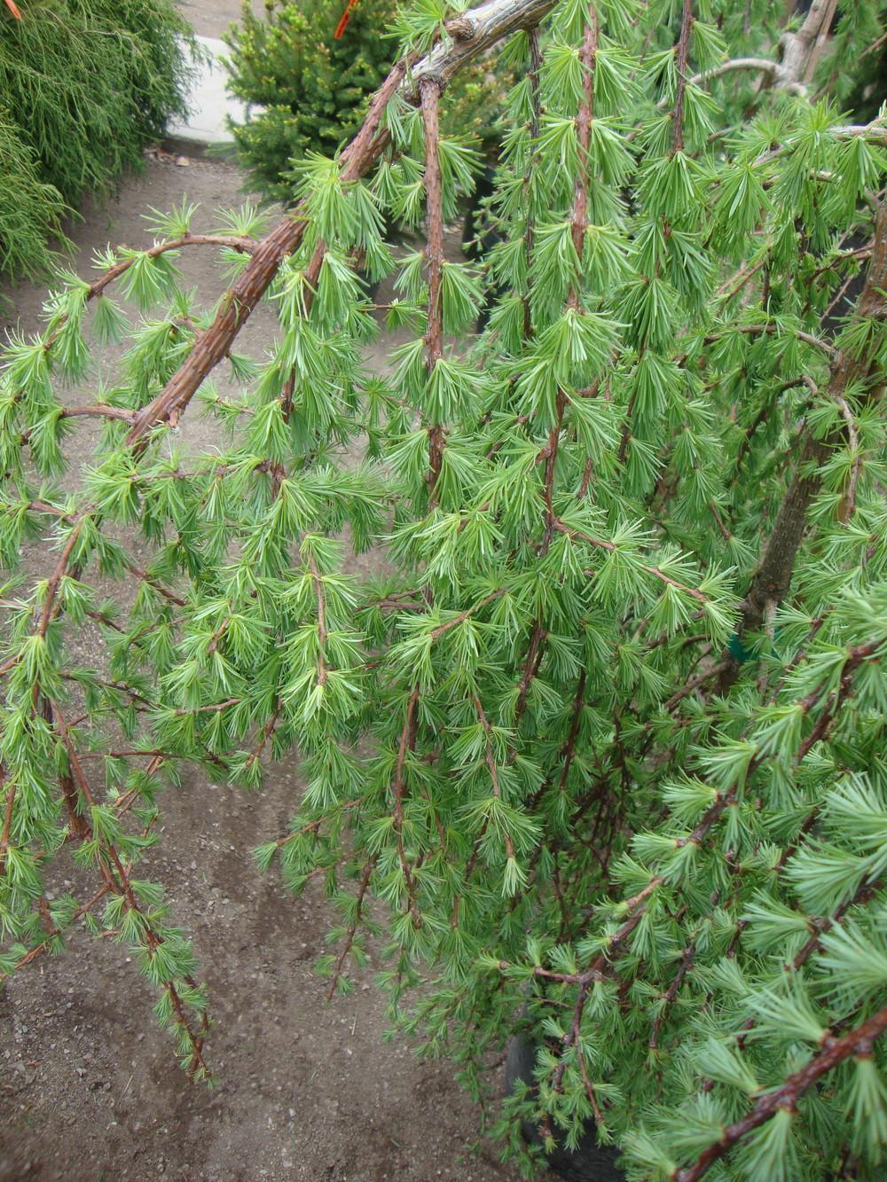 Photo of the stem, scape, stalk or bark of Weeping Larch (Larix decidua ...