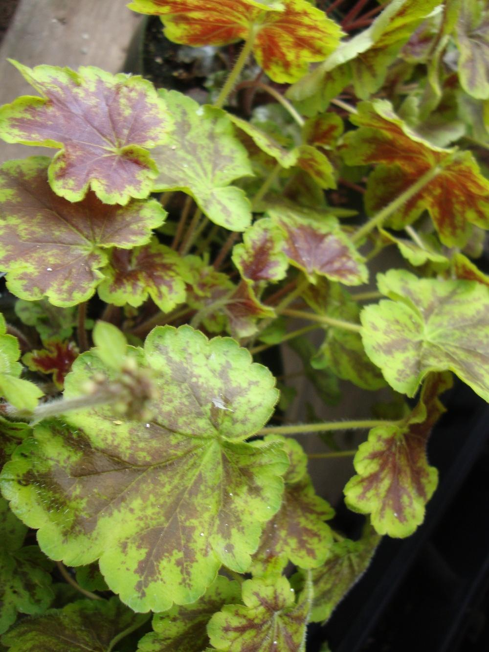 Photo of the leaves of Foamy Bells (XHeucherella 'Solar Eclipse ...