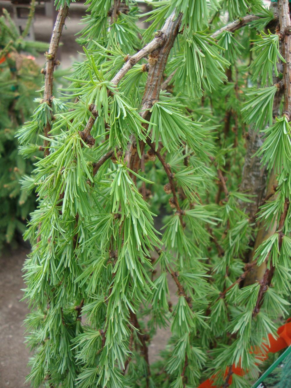 Photo of the leaves of Weeping Larch (Larix decidua 'Pendula') posted ...
