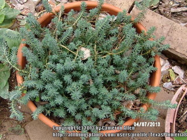 Photo of the entire plant of Jenny's Stonecrop (Petrosedum rupestre ...