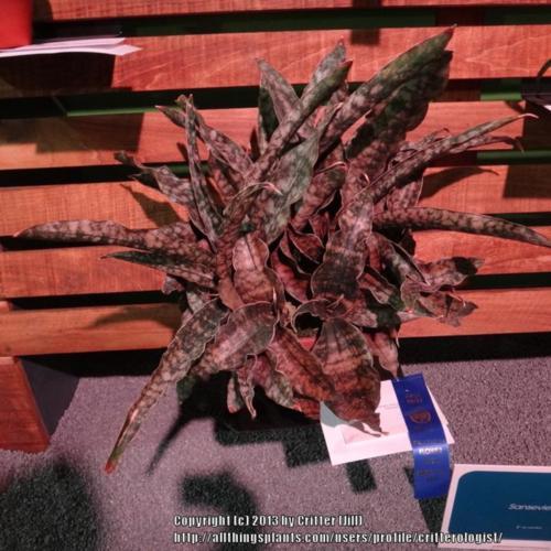 Sansevieria (Dracaena pethera var. pulchra 'Coppertone') - Garden.org