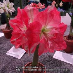 Amaryllis (Hippeastrum 'Rozetta') in the Amaryllis Database - Garden.org