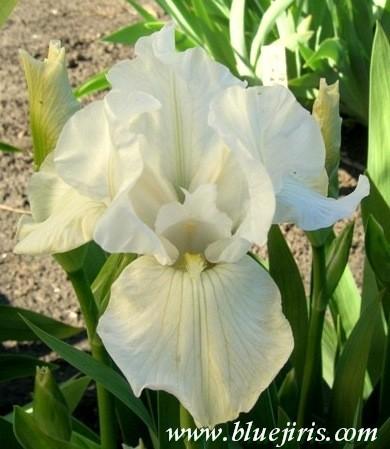Intermediate Bearded Iris (Iris 'Morning Smile') in the Irises Database ...