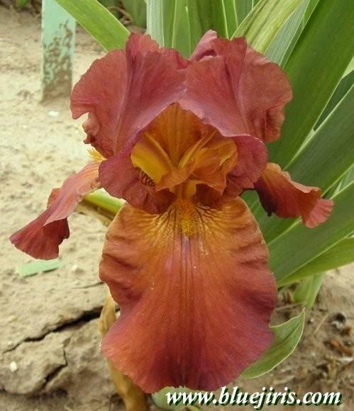 Photo of the bloom of Tall Bearded Iris (Iris 'My Friend Jonathan ...