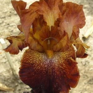 Border Bearded Iris (Iris 'Oasis Root Beer') in the Irises Database ...