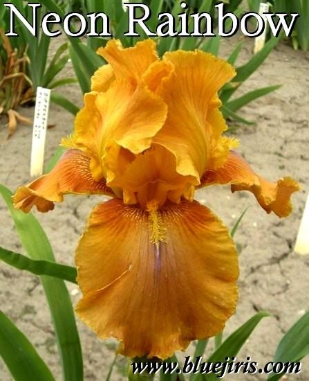 Tall Bearded Iris (Iris 'Neon Rainbow') in the Irises Database - Garden.org