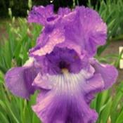 Tall Bearded Iris (Iris 'Mulberry Memories') in the Irises Database ...