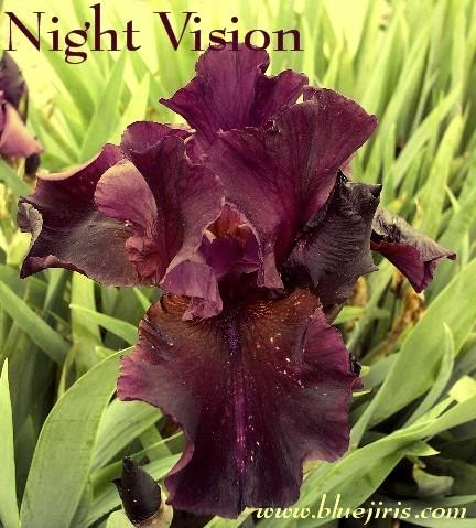 Tall Bearded Iris (Iris 'Night Vision') in the Irises Database - Garden.org