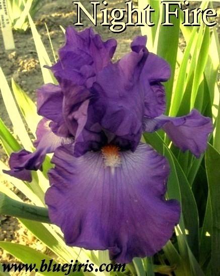 Tall Bearded Iris (Iris 'Night Fires') in the Irises Database - Garden.org