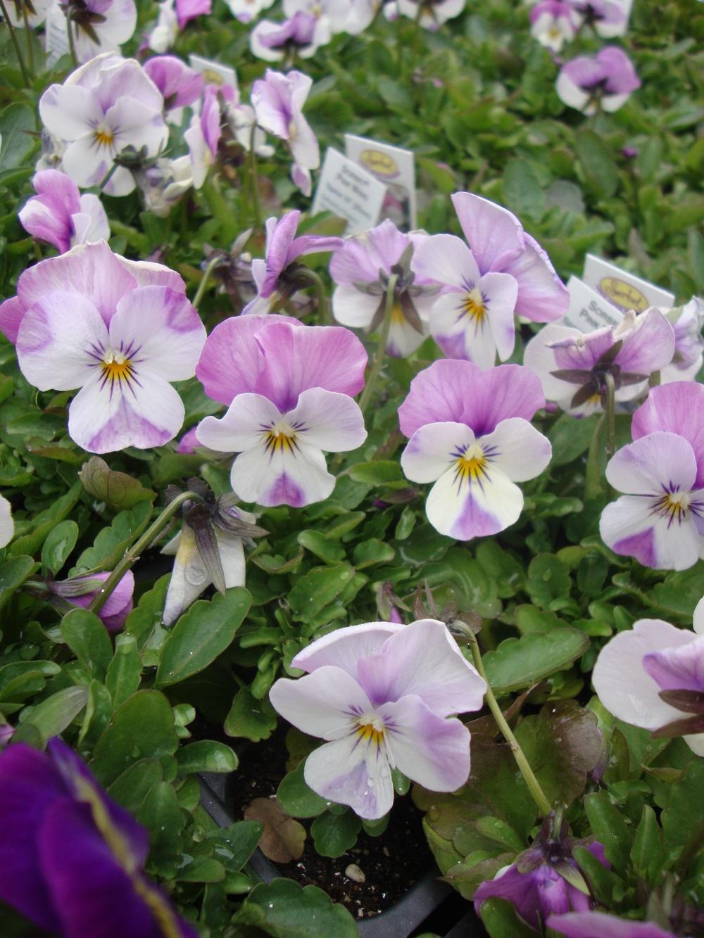 Photo of the bloom of Viola (Viola cornuta Sorbet™ Pink Wing) posted by ...