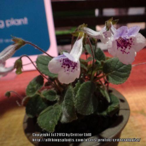 Miniature Sinningia (Sinningia 'Freckles') - Garden.org