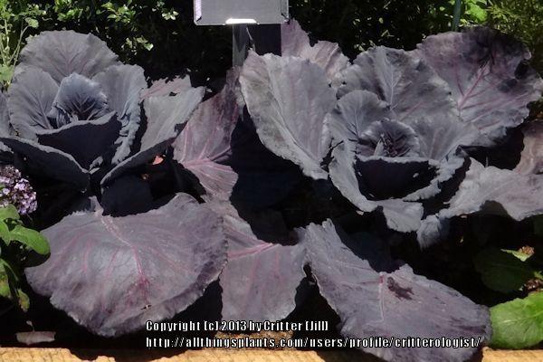 Photo of the entire plant of Red Cabbage (Brassica oleracea 'Ruby ...