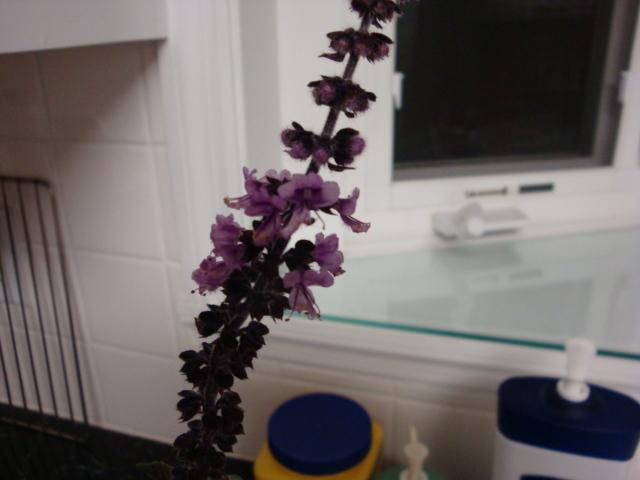 Photo of the bloom of African Blue Basil (Ocimum 'African Blue') posted ...