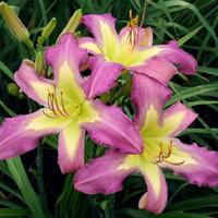 Photo of the bloom of Daylily (Hemerocallis 'Michael Davisson') posted ...