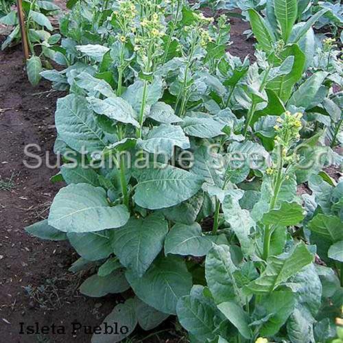 Wild Tobacco (Nicotiana rustica 'Isleta Pueblo') in the Nicotianas ...