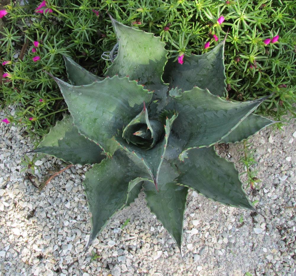 Century Plant (Agave 'Mr. Ripple') in the Agaves Database - Garden.org