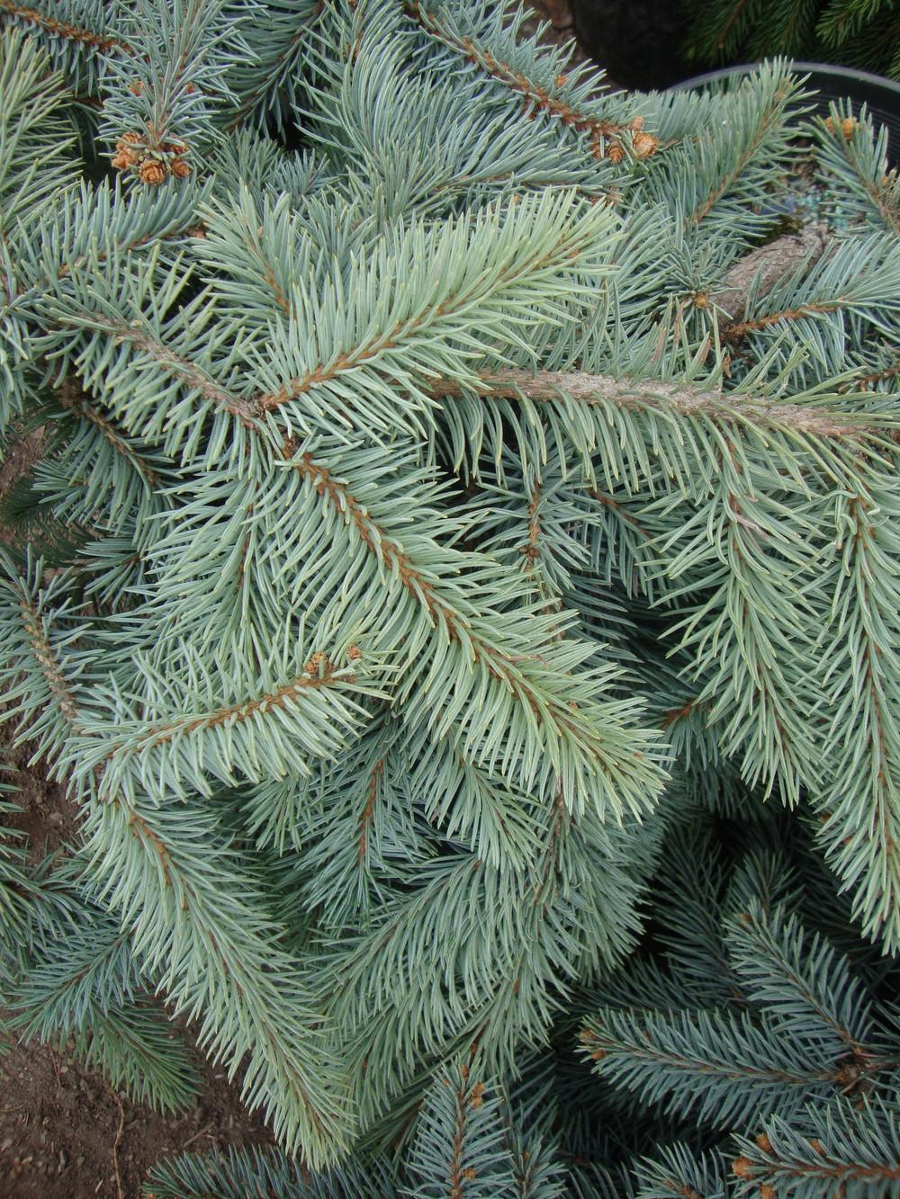 Photo of the leaves of Blue Spruce (Picea pungens 'Glauca Procumbens ...