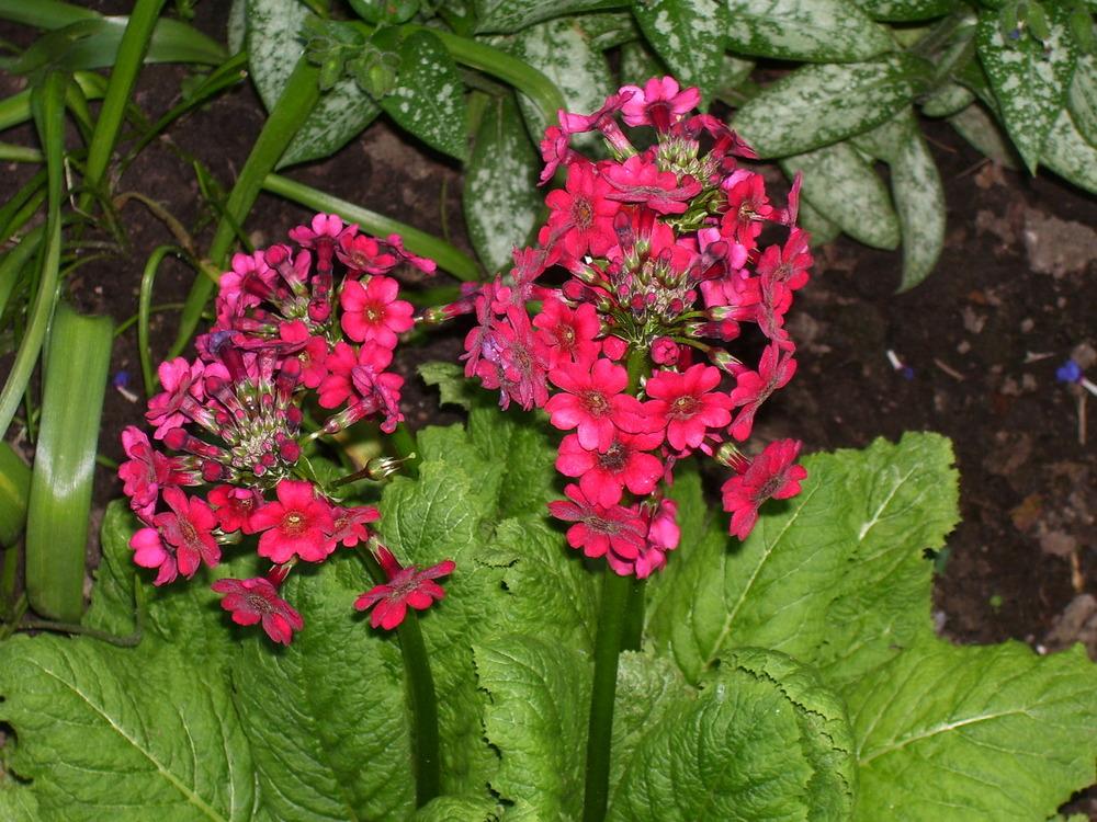 Japanese Primrose (Primula japonica 'Miller's Crimson') in the ...