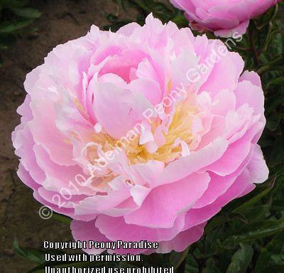 Peony (Paeonia lactiflora 'Adonis') in the Peonies Database - Garden.org