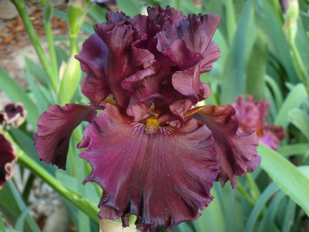 Photo of the bloom of Tall Bearded Iris (Iris 'Grand Classic') posted ...