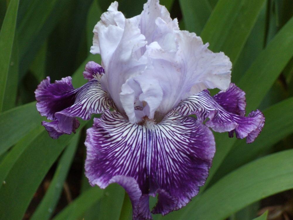 Photo of the bloom of Tall Bearded Iris (Iris 'Secret Weekend') posted ...